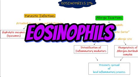 Eosinophils Chapter 34 Part 7 Guyton And Hall Physiology Youtube