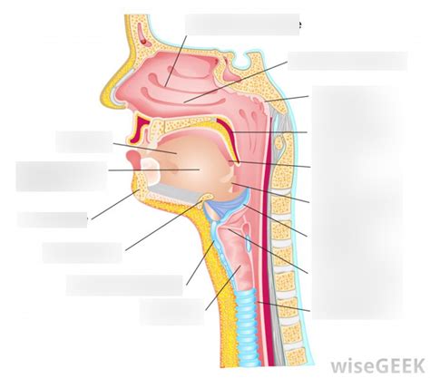 Larynx Side Diagram Diagram Quizlet