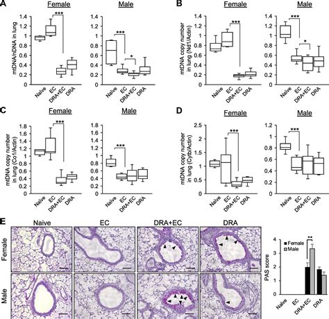 Sex Specific Lung Inflammation And Mitochondrial Damage In A Model Of