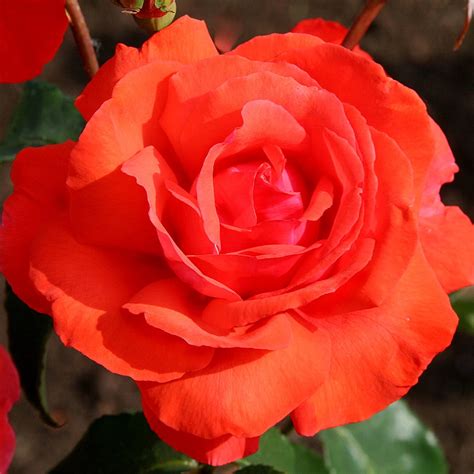 Heirloom Roses Fragrant Cloud Hybrid Tea Rose Bush Walmart