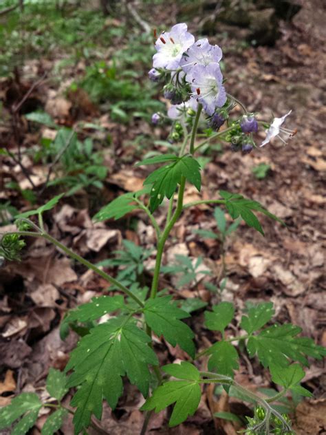 Hydrophyllum Macrophyllum Hydrophyllaceae