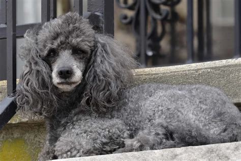 Blue Poodle Whats So Special About These Pooches