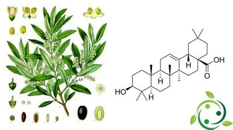 Oleanolic Acid Chemical Formula Occurrence In Nature Properties