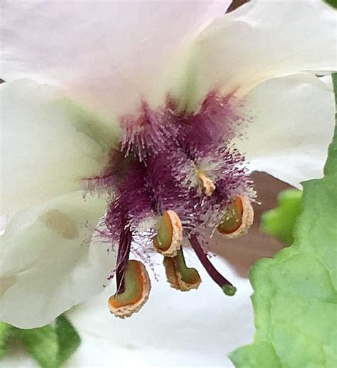 Mullein Moth Moth Mullein Wild Flower Finder