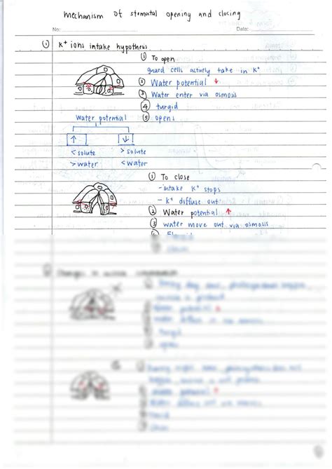 Solution Leaf Structure And Function Studypool