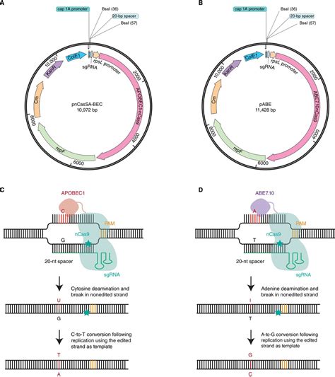 Using Crispr Cas9 Based Methods For Genome Editing In Staphylococcus Aureus
