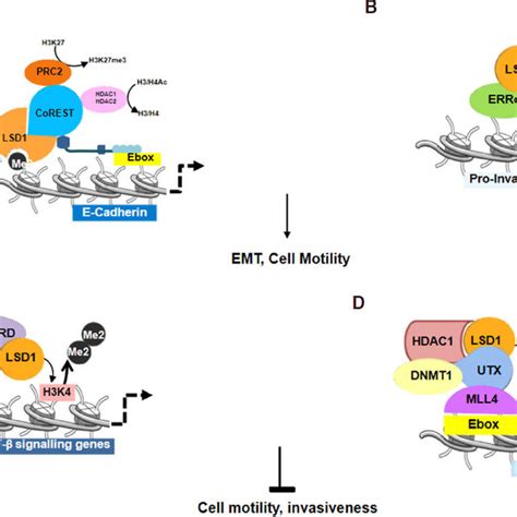 Lysine Specific Demethylase 1 Lsd1 Regulates Cell Motility And