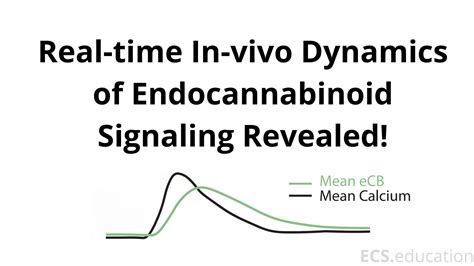 Seeing Is Believing New Tech Reveals How The Endocannabinoid System