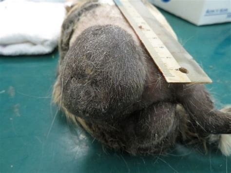 モルモットの腰部 大腿部のしこり川崎市多摩区オダガワ動物病院