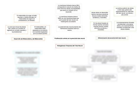 SOLUTION Anatomia Embriolog A Del Sistema Nervioso Studypool