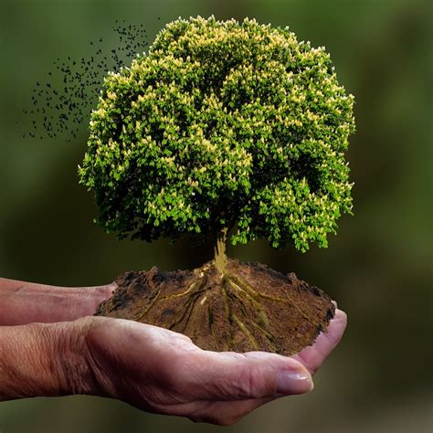 200 000 Free Tree With Roots Root Images Pixabay