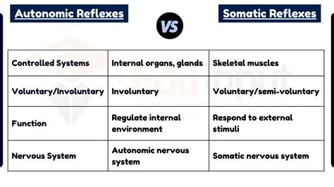 Difference Between Autonomic And Somatic Reflexes