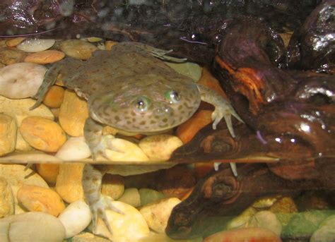 Budgetts Frog Lepidobatrachus Laevis