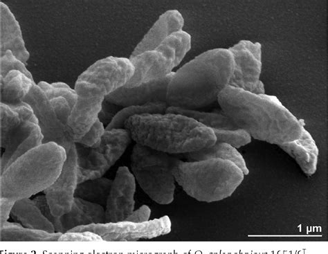 Odoribacter Splanchnicus Semantic Scholar