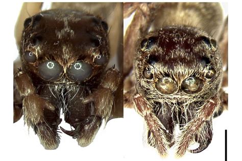 Sex Organs Reveal New Jumping Spider Species In The Philippines