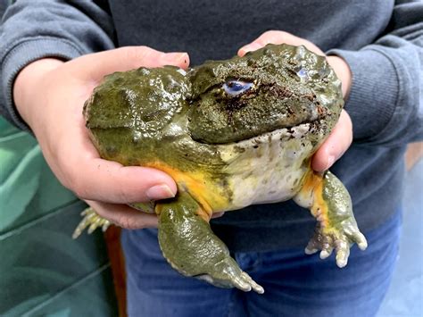African Bullfrog Potawatomi Zoo