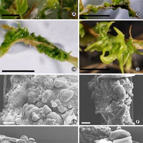 Direct Organogenesis In Root Explants In The Induction Phase On