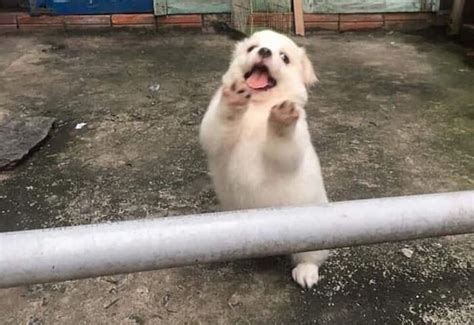 귀염폭발 똥강아지의 애교 3단