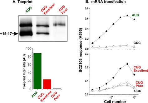 Initiation At The Cug Codon Depends Upon The Kozak Context In Vitro And