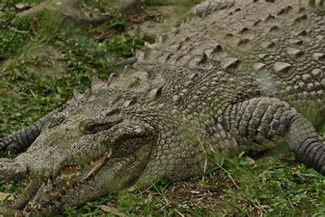 Ada Yang Capai 6 Meter Ini 7 Buaya Paling Berbahaya Di Dunia