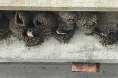 250 Golondrina Risquera Fotografías De Stock Fotos E Imágenes Libres De Derechos Istock