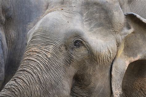 特写大象头部眼睛动物棕色荒野野生动物皮肤哺乳动物高清图片下载 正版图片 摄图网 特写大象头部眼睛动物棕色荒野野生动物皮肤哺乳动物高清图片下载 正版图片 摄图网