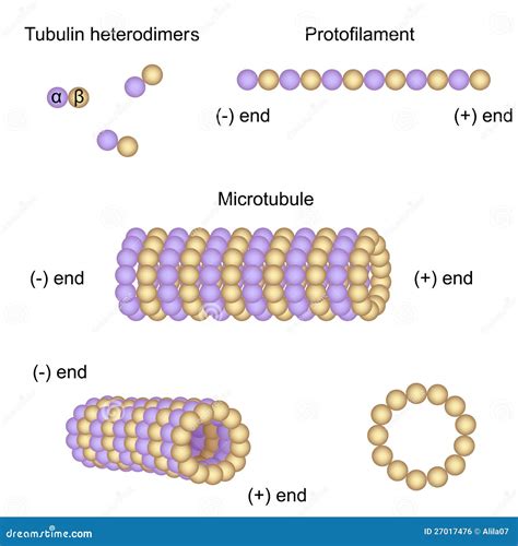 Microtubules In A Cell Diagram