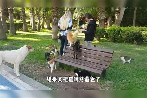 猫咪睡得正香，结果被鸭子给啄醒，接下来鸭子可惨了