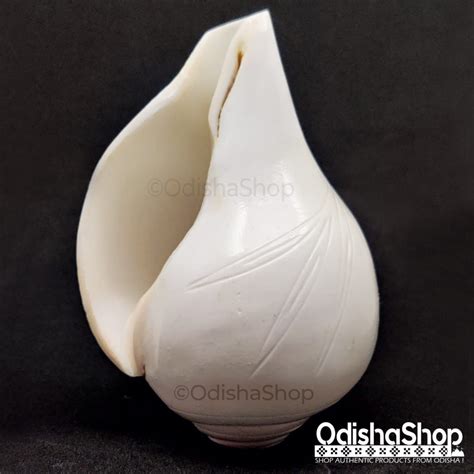 Buy Original Conch Shell Blowing Sankha For Pooja White Odisha Shop