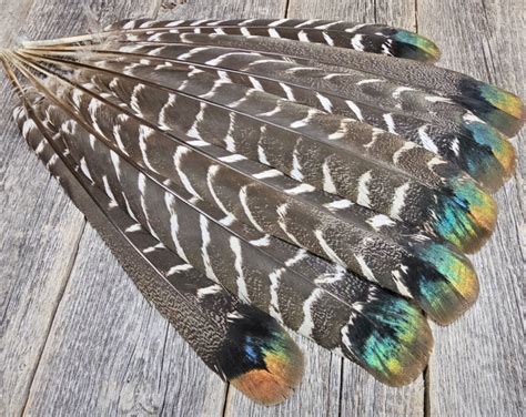 Rare Long Ocellated Turkey Feathers Cruelty Free Rare Feathers
