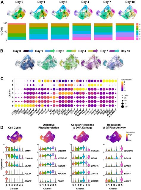 Single Cell Transcriptomic Analysis Uncovers Diverse And Dynamic