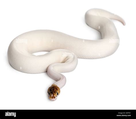 Female Pied Spider Royal Python Python Regius 18 Months Old In Front Of White Background