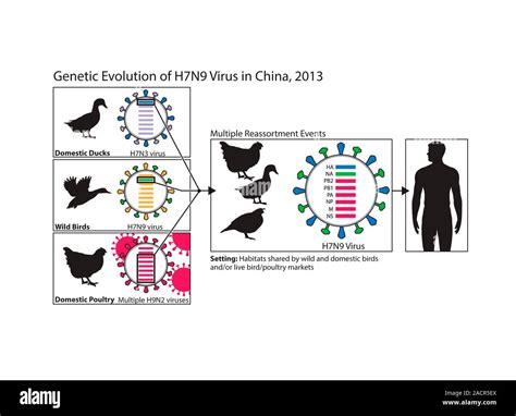 Genetic Evolution Of Influenza Flu Virus Artwork Showing How
