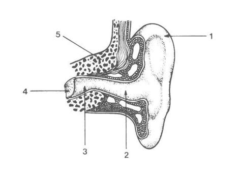 Outer Ear Anatomy Diagram Quizlet