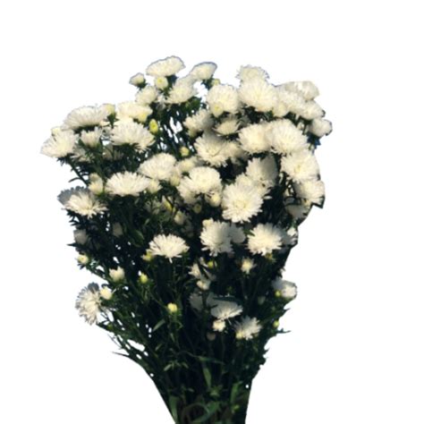 Maco Aster C 4 Hastes Carrefour