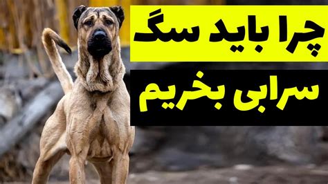 چرا باید سگ سرابی بخریم ؟ مزایای داشتن سگ سرابی Youtube