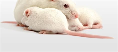 Humanized Mouse Models For Cell And Gene Therapy Development Charles River