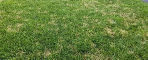 Grass Fungus Common Causes And Treatment For Healthy Lawns — Oneill