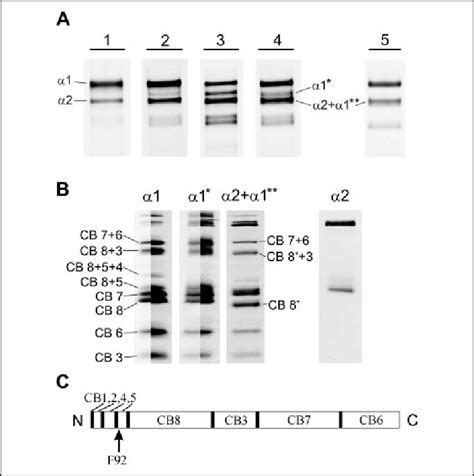 Cleavage Of Normal Control And Various Mutants By Chymotrypsin 0 5