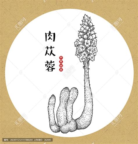 肉苁蓉 手绘肉苁蓉 药材 医草 手绘植物花草 手绘中草药 草药 中草药包装插画 肉苁蓉包装插画 草本植物 中草药 中药本草纲目 百草集 手绘肉
