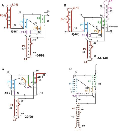 Secondary Structures Present In Hdv Ribozyme Containing Transcripts Download Scientific