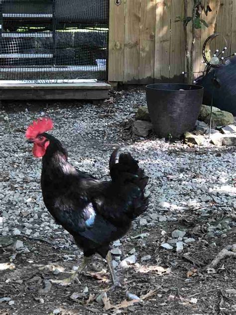 How Loud Are Backyard Chickens Backyardchickennews