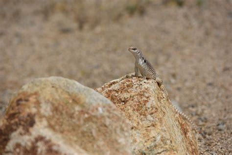 Desert Gecko Images Free Photos Png Stickers Wallpapers And Backgrounds Rawpixel
