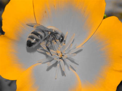 Ash By Dill Pickel On Deviantart