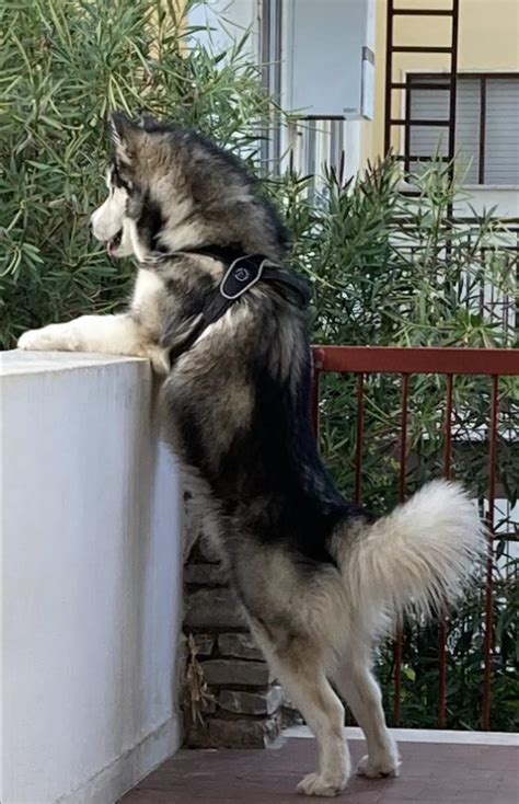 Igor R Naturebeingfunny