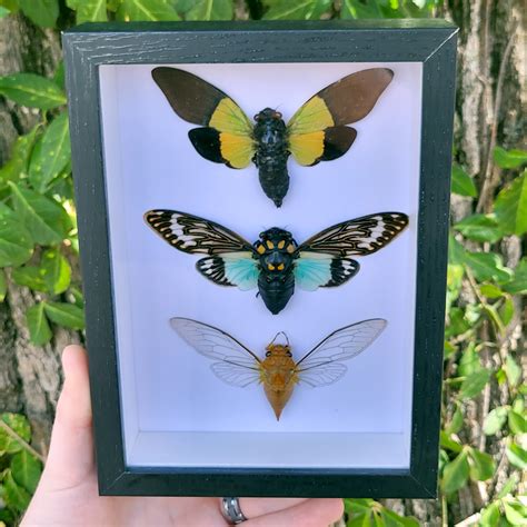 Cicada Trio Collection Framed Shadowbox Display Blue Cicada