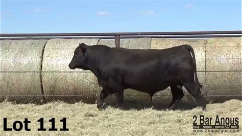 Lot 111 Youtube