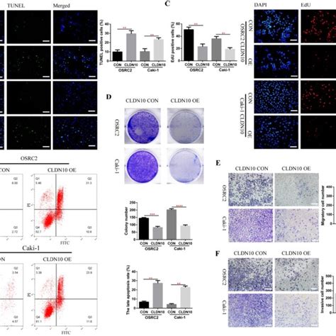 Cldn10 Overexpression Promotes Cells Apoptosis And Inhibits Cells