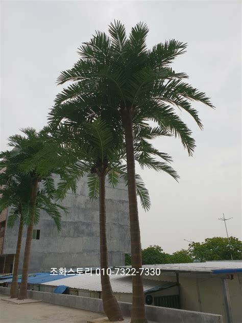 인조야자수 리조트야자수 펜션야자수 위터파크야자수로 시원한 여름되세요~ 네이버 블로그