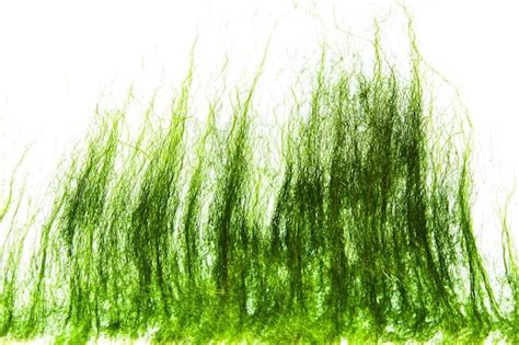 Algae Grass Images Free Download On Freepik